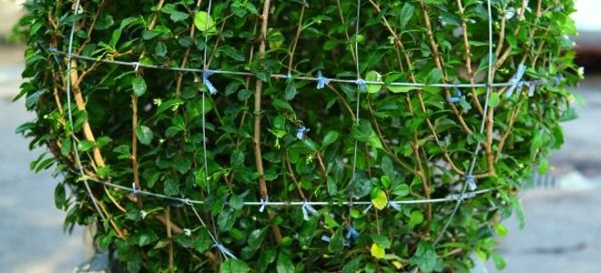 DIY Topiary: Take Your Pruning to the Next Level | DoItYourself.com