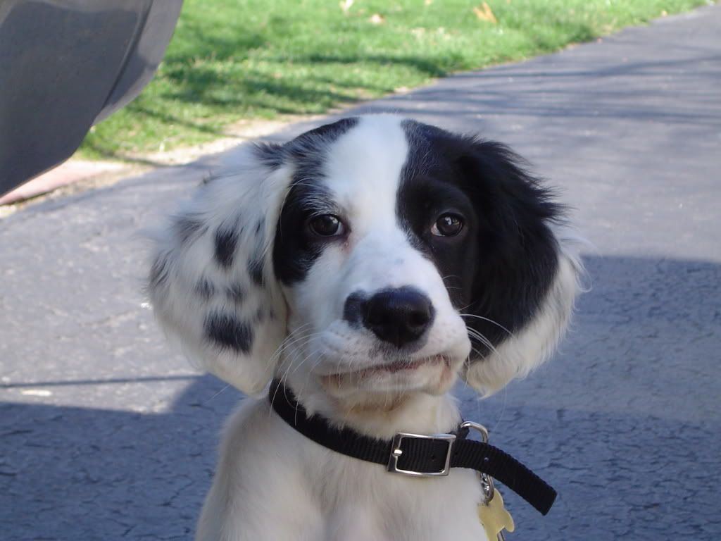 Post a pic of man's best friend, your loving dog past and/or present ...