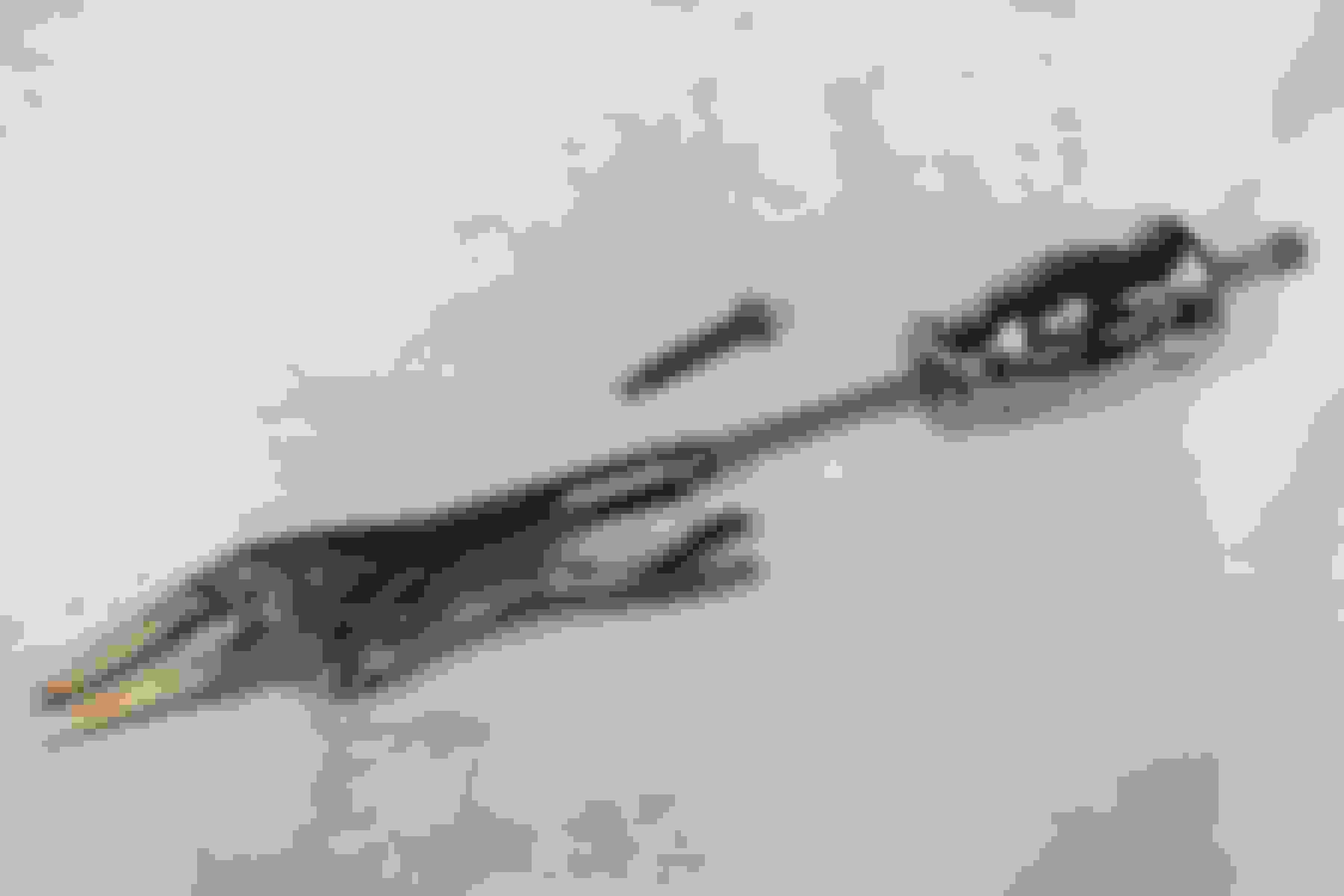 Devil's Key Salvation! - CorvetteForum - Chevrolet Corvette Forum Discussion