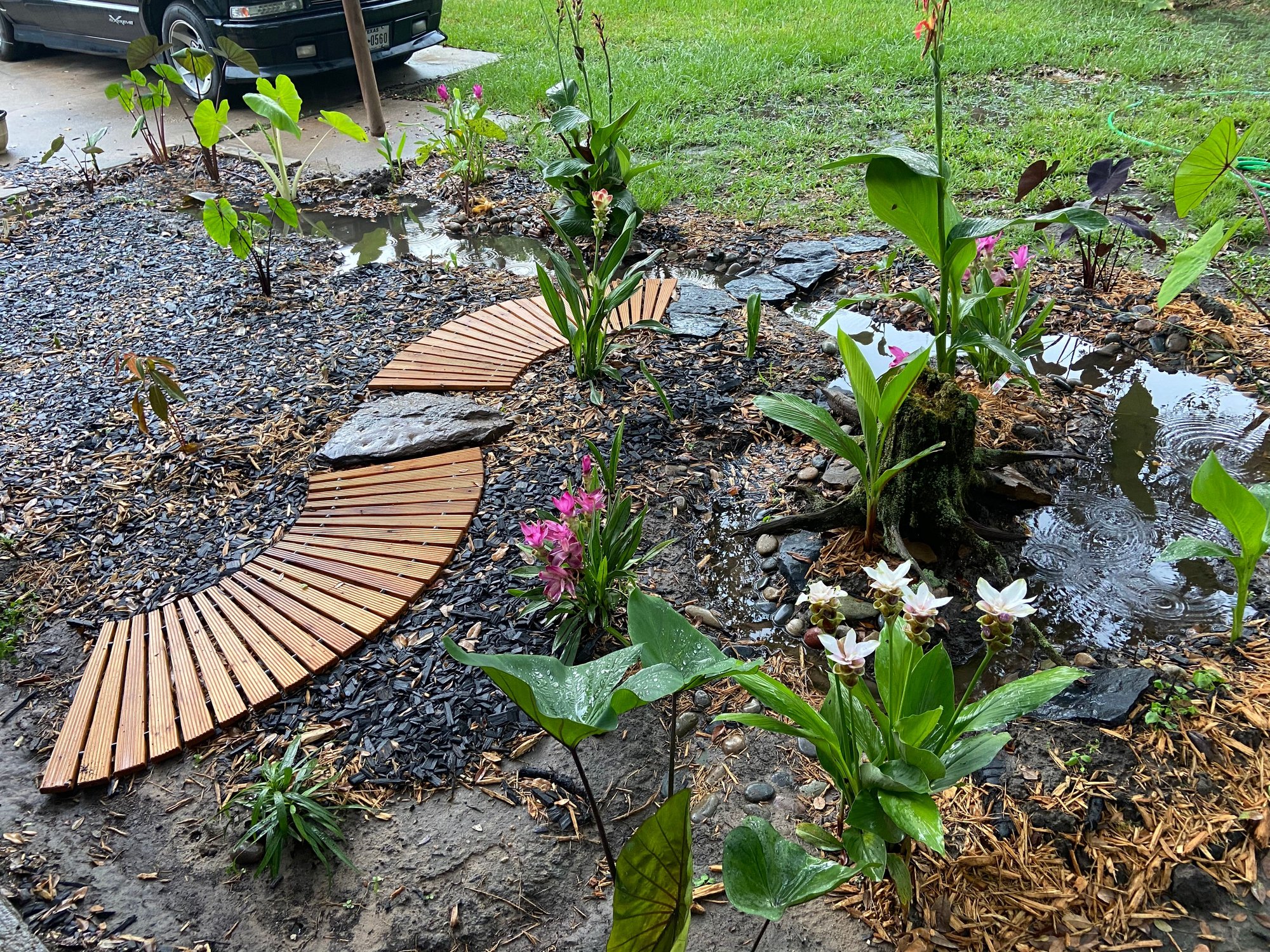 Texas Clay Bog (Year I) photo by Swampmonster on Garden Showcase