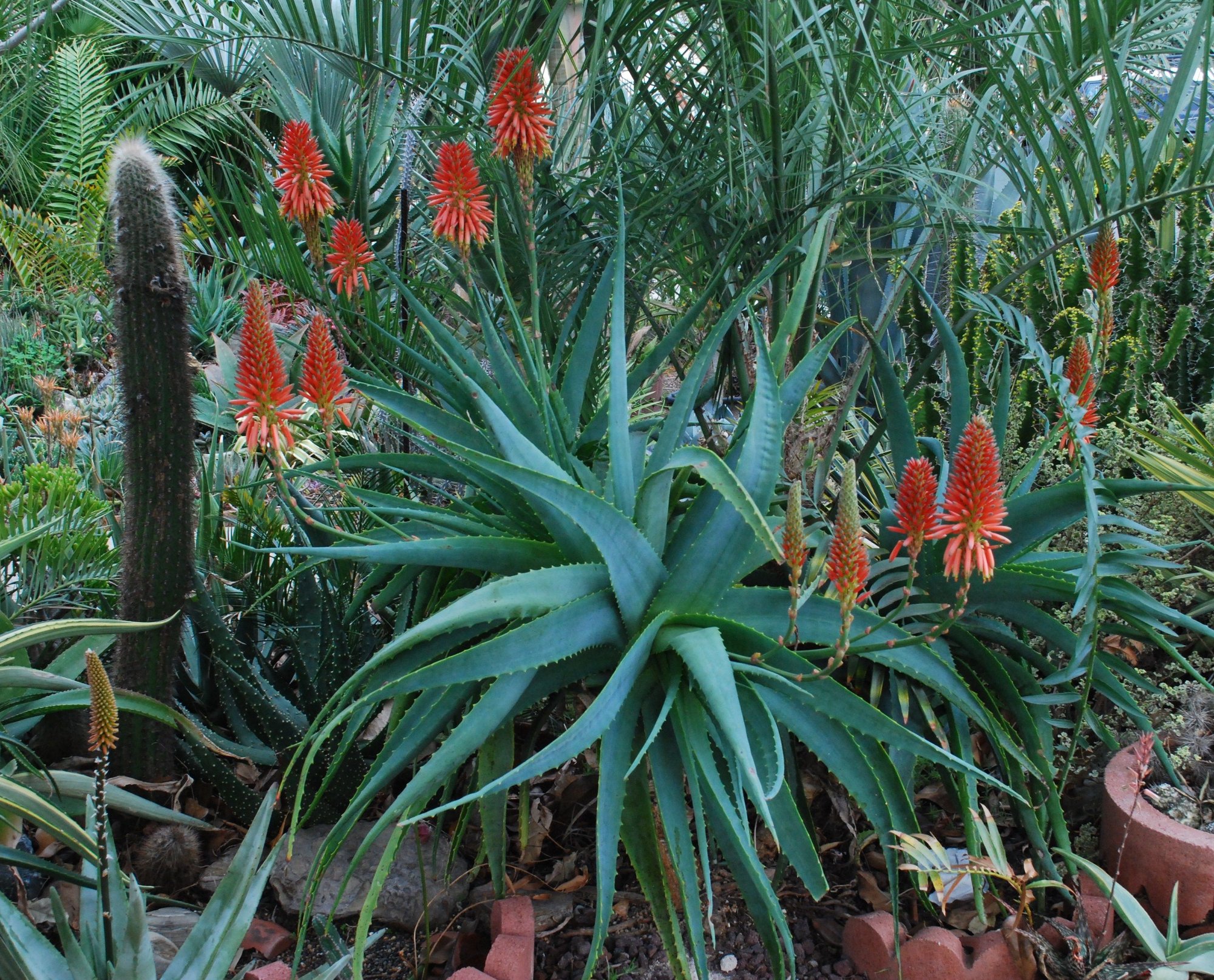 Aloe hardyi- my garden photo by palmbob on Garden Showcase