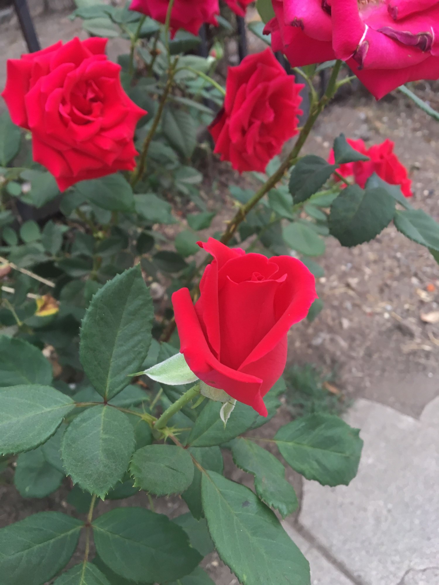 Manda's Rose Garden photo by mandaxo on Garden Showcase