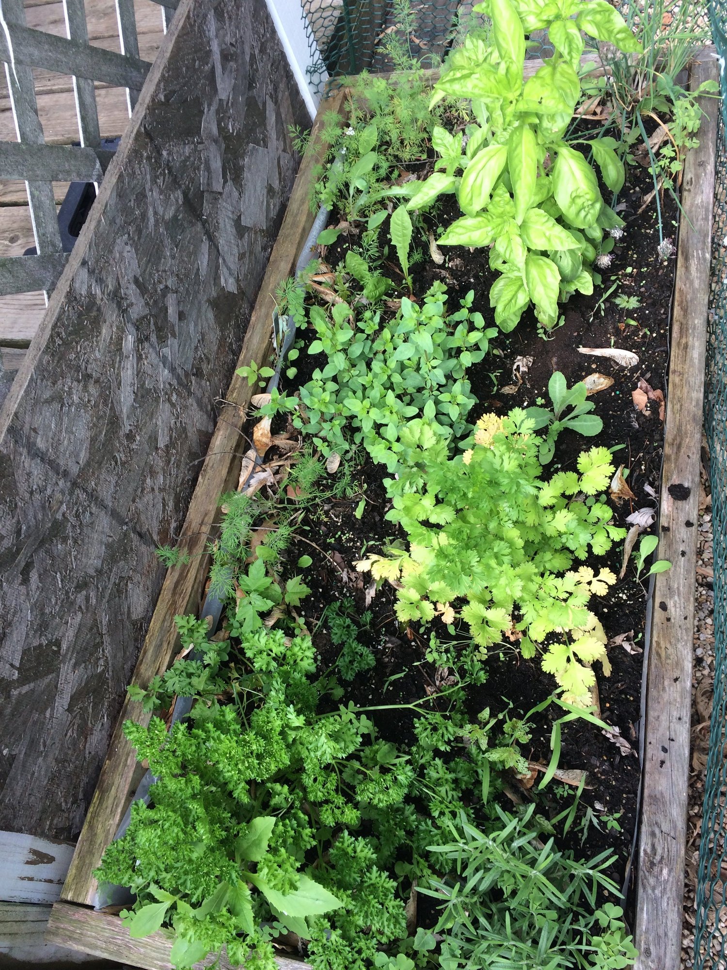 Herb Box photo by SuzisGarden on Garden Showcase