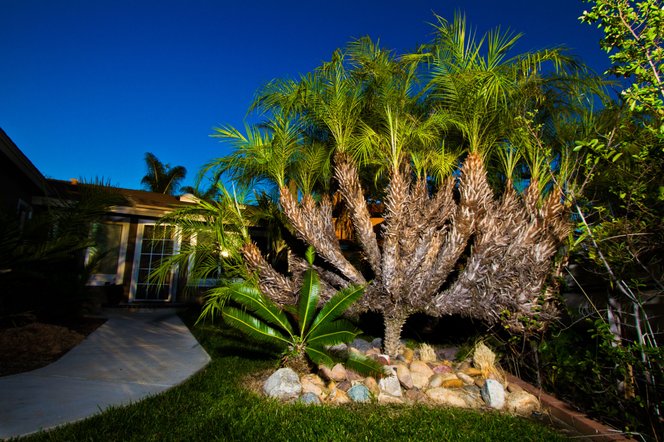 Multi-headed Robellini, Dichotomous Robellini, Pygmy Date Palm photo by ...