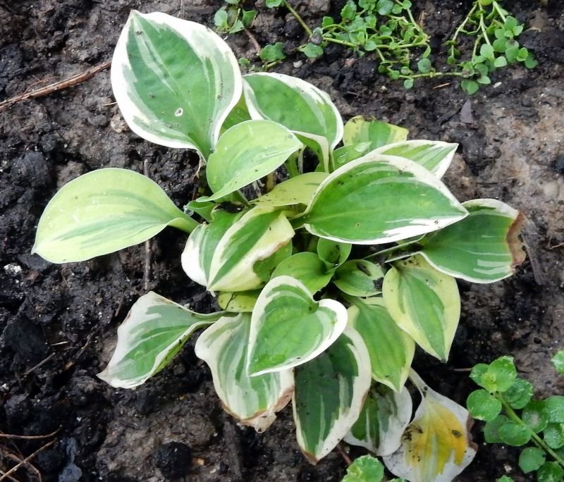 Hosta Mighty Mouse - 6/12/2015 photo by SallieKr on Garden Showcase