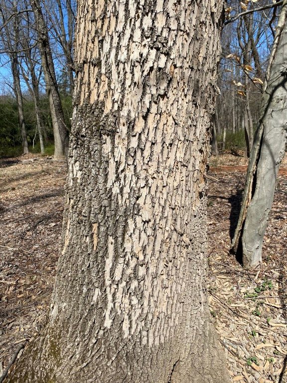 Bark shedding from several ash? oaks? Emerald ash borer? - DoItYourself ...