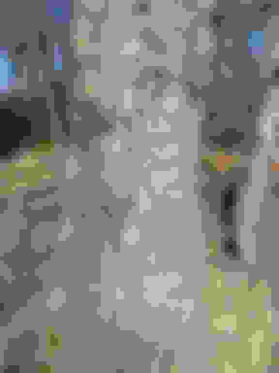 Bark shedding from several ash? oaks? Emerald ash borer? - DoItYourself ...