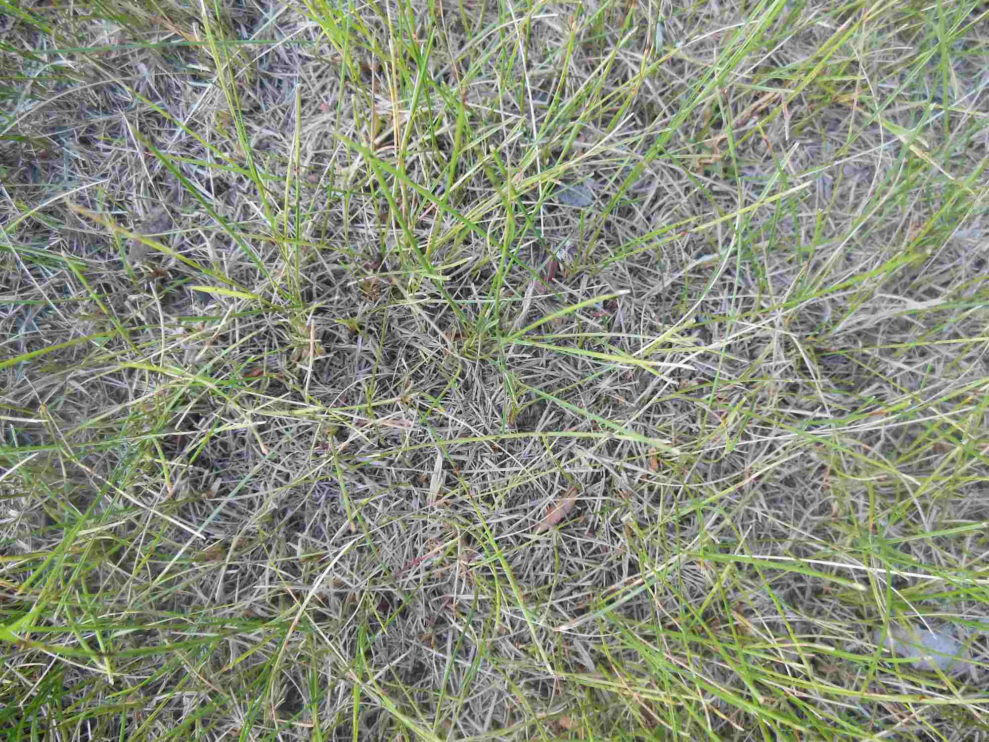 filling in thin lawn - DoItYourself.com Community Forums