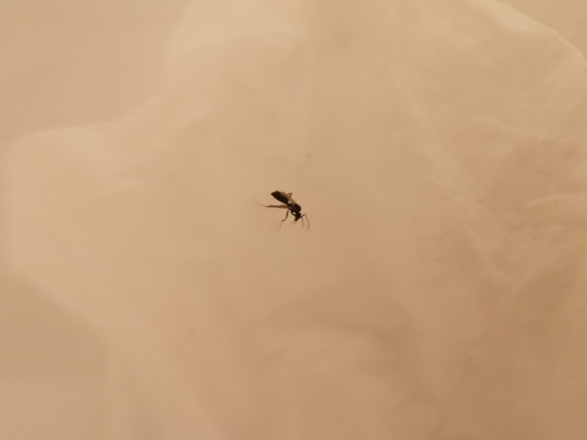Help identify small black insect with wings - DoItYourself.com ...
