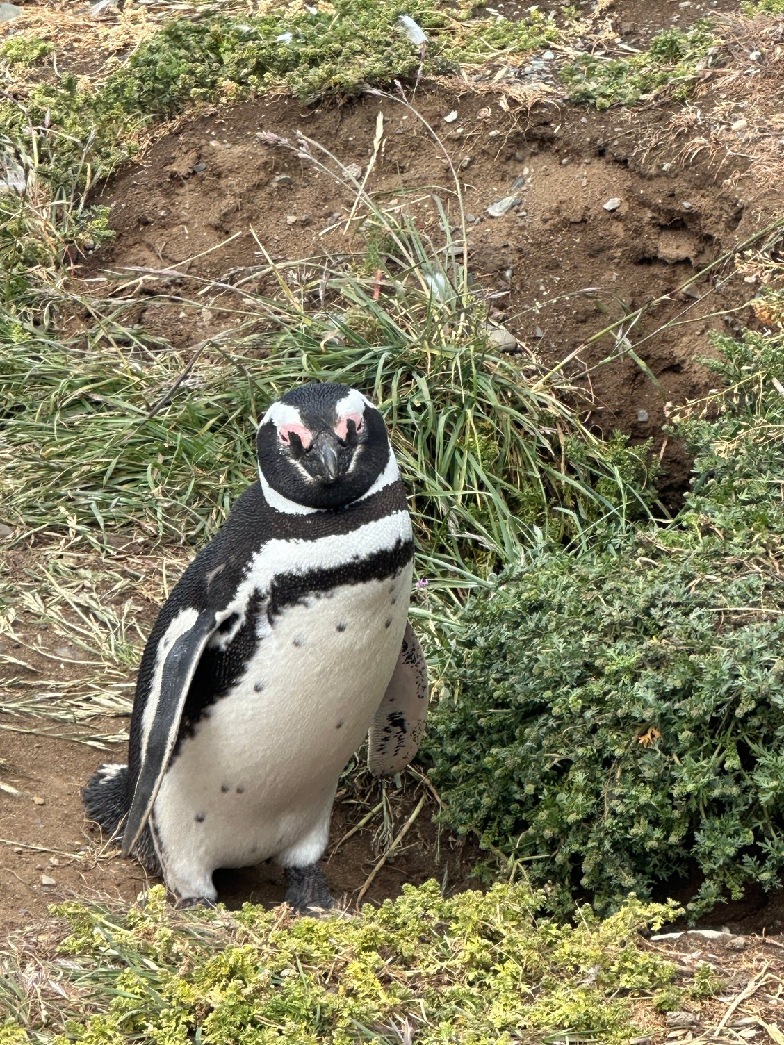 Tango, Penguins, and Icebergs, but no cryiing - Dec 14-Jan 8 Antarctica ...