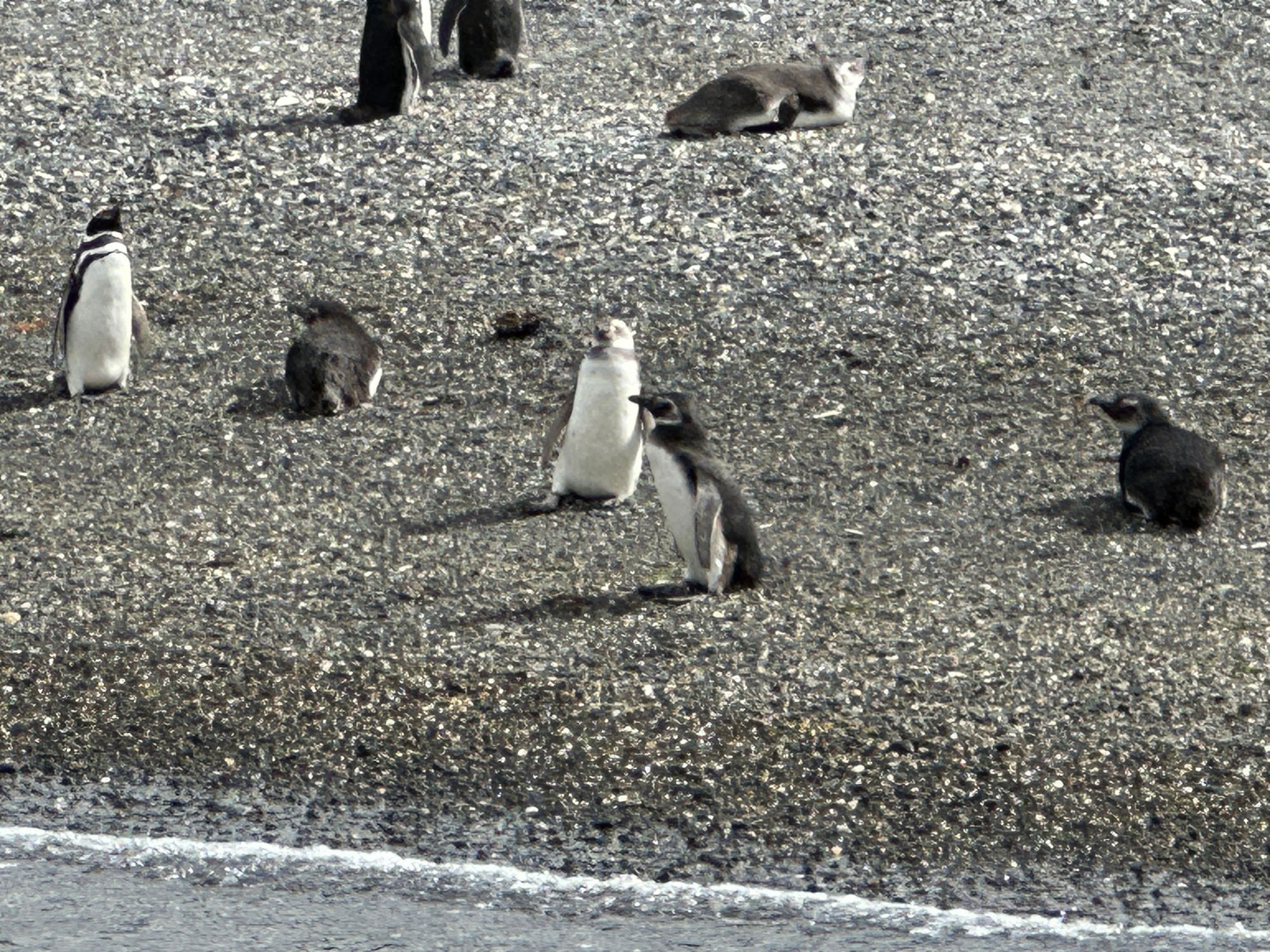 Tango, Penguins, and Icebergs, but no cryiing - Dec 14-Jan 8 Antarctica ...