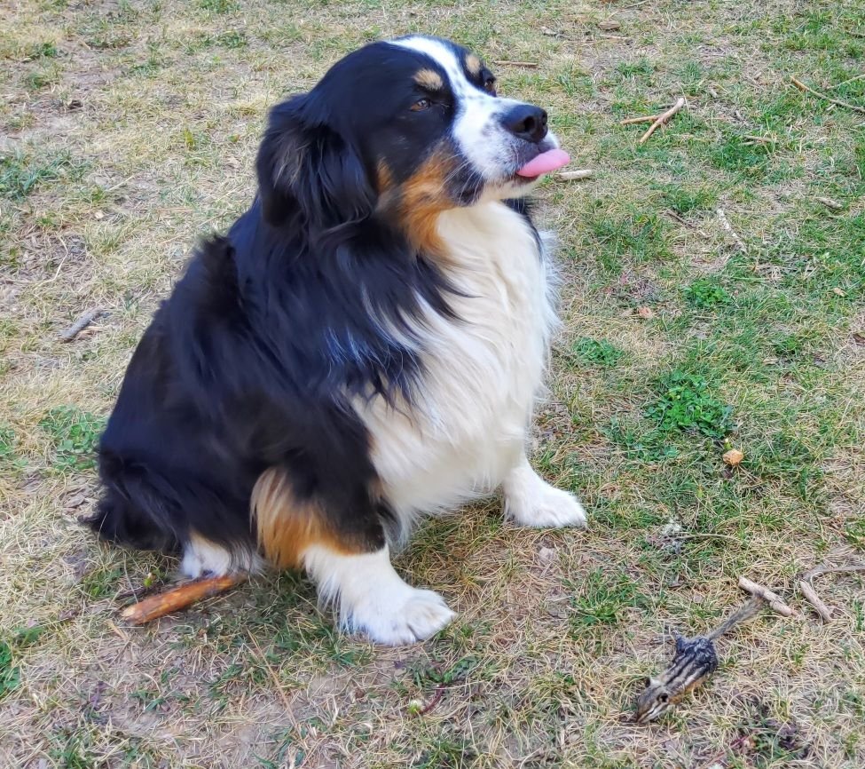 Squirrels in Engine Bay - Ford Truck Enthusiasts Forums