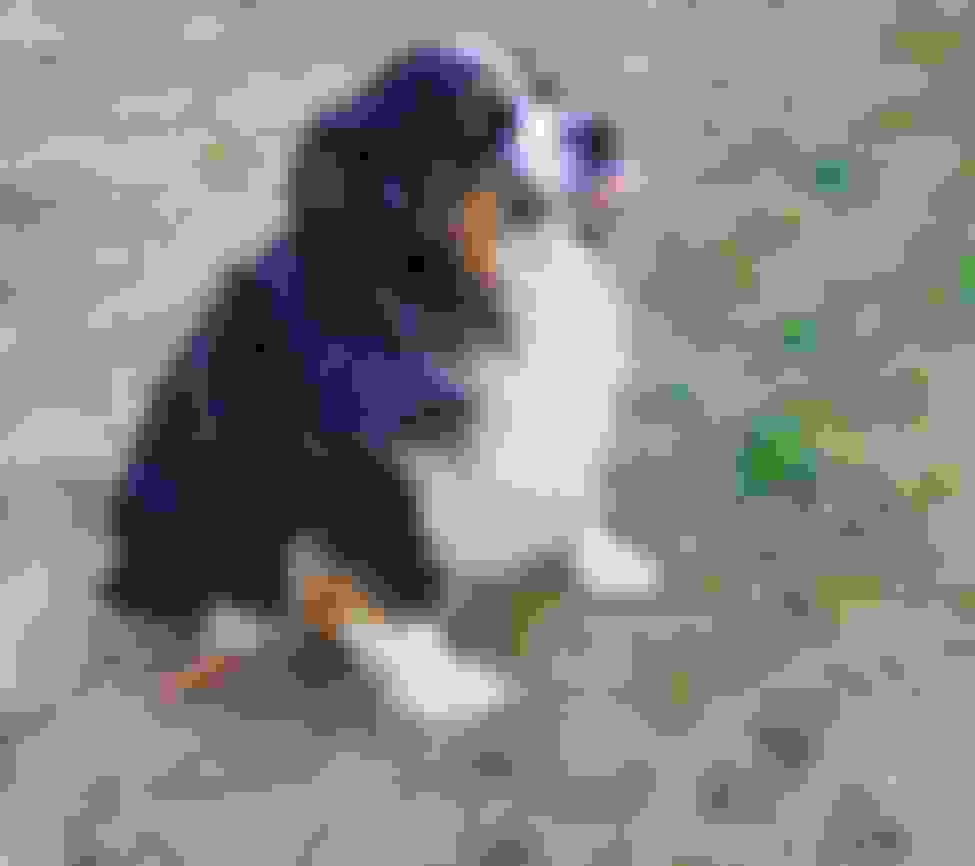 Squirrels in Engine Bay - Ford Truck Enthusiasts Forums