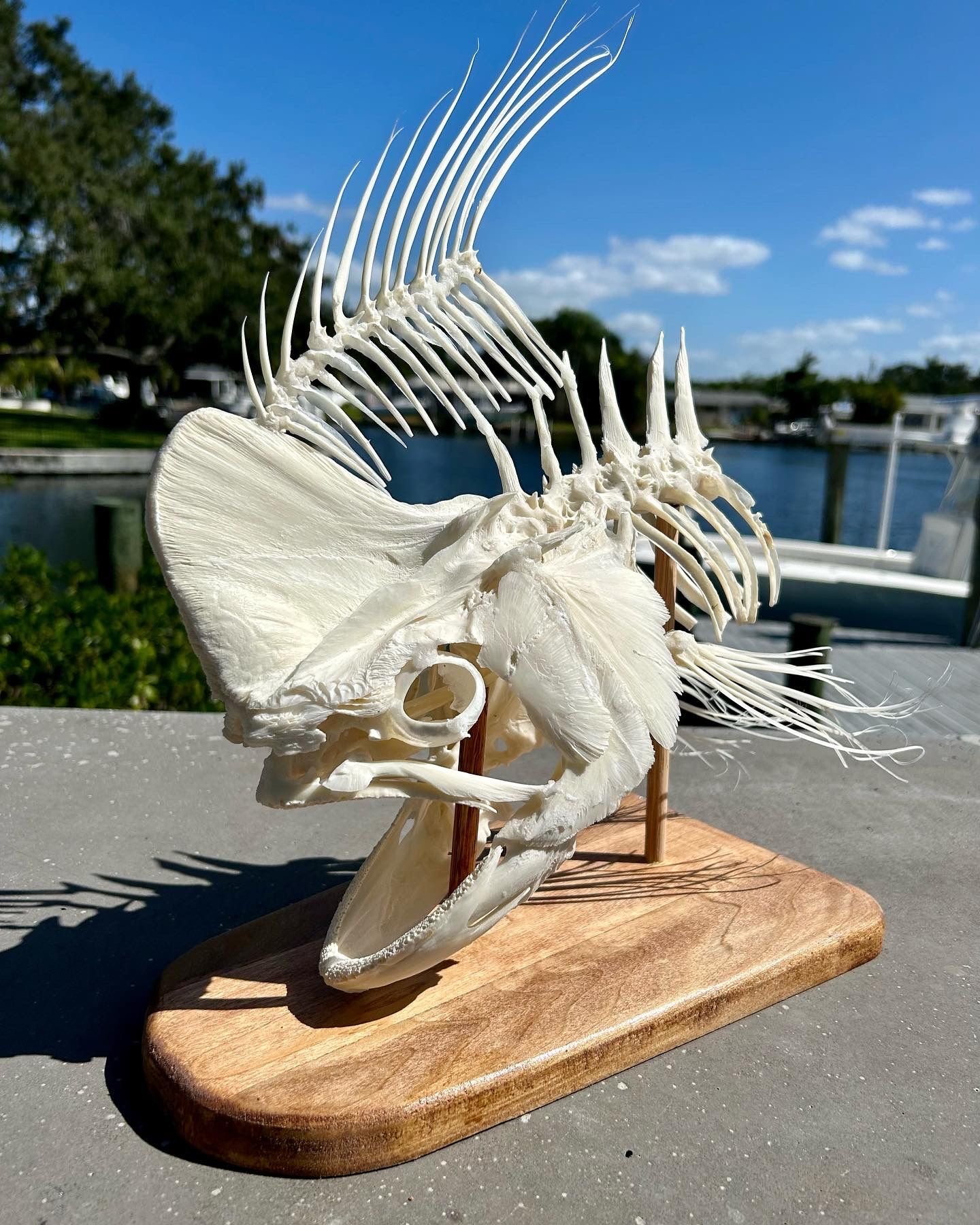 Fish Skulls, Skeletons, Tails & Pelagic bill mounts - The Hull Truth ...